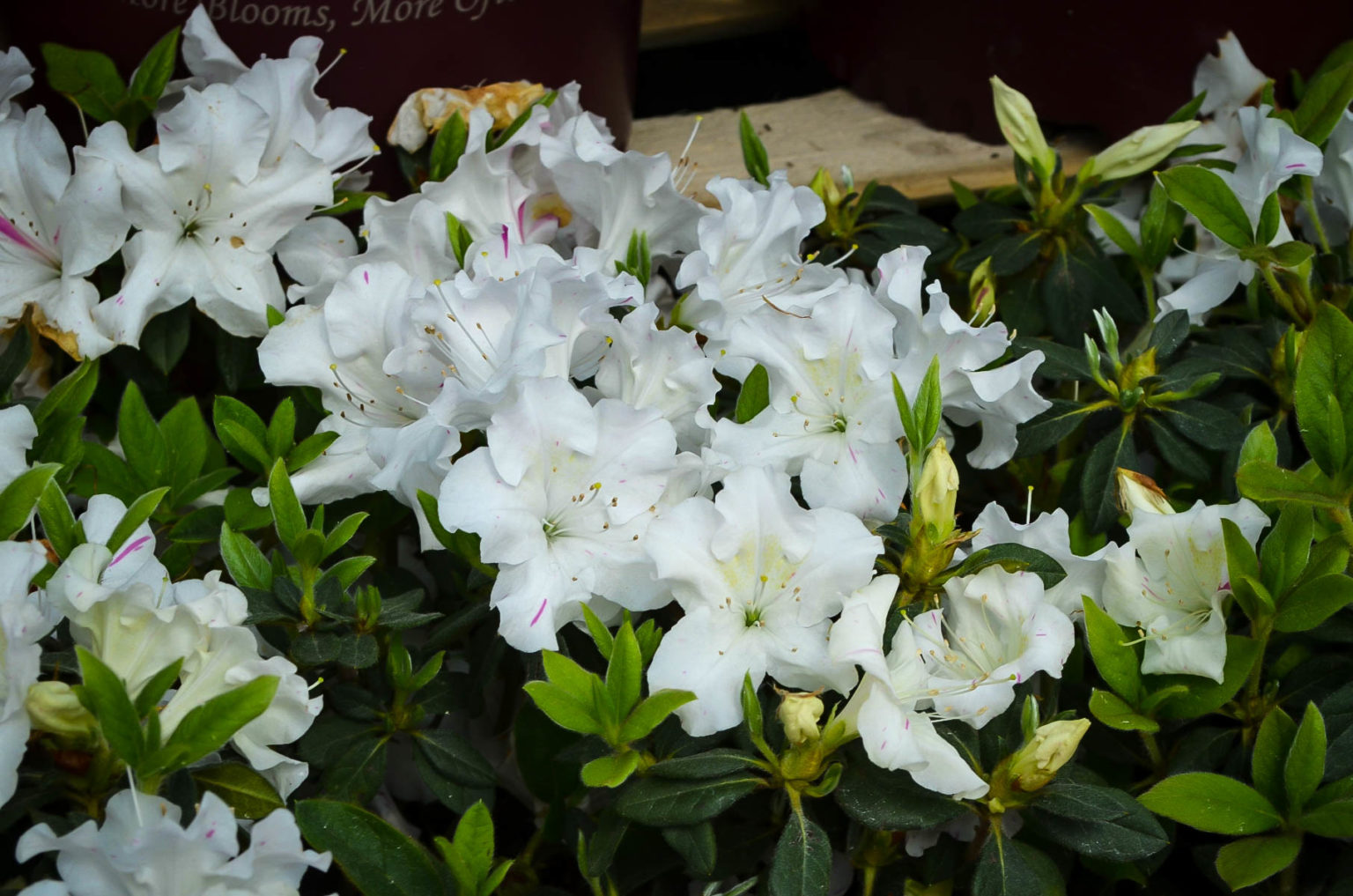 Autumn Lily Encore Azaleas For Sale | The Tree Center
