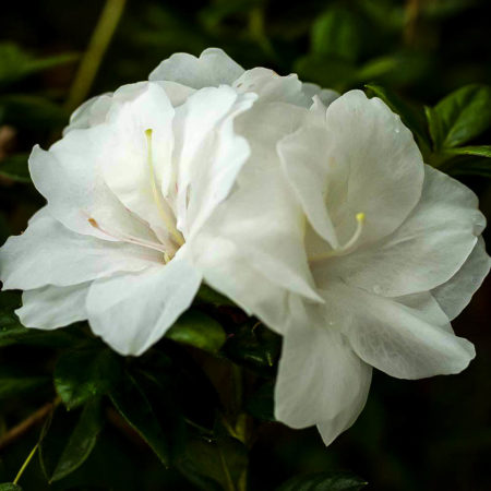 Autumn Moonlight Encore Azaleas For Sale | The Tree Center