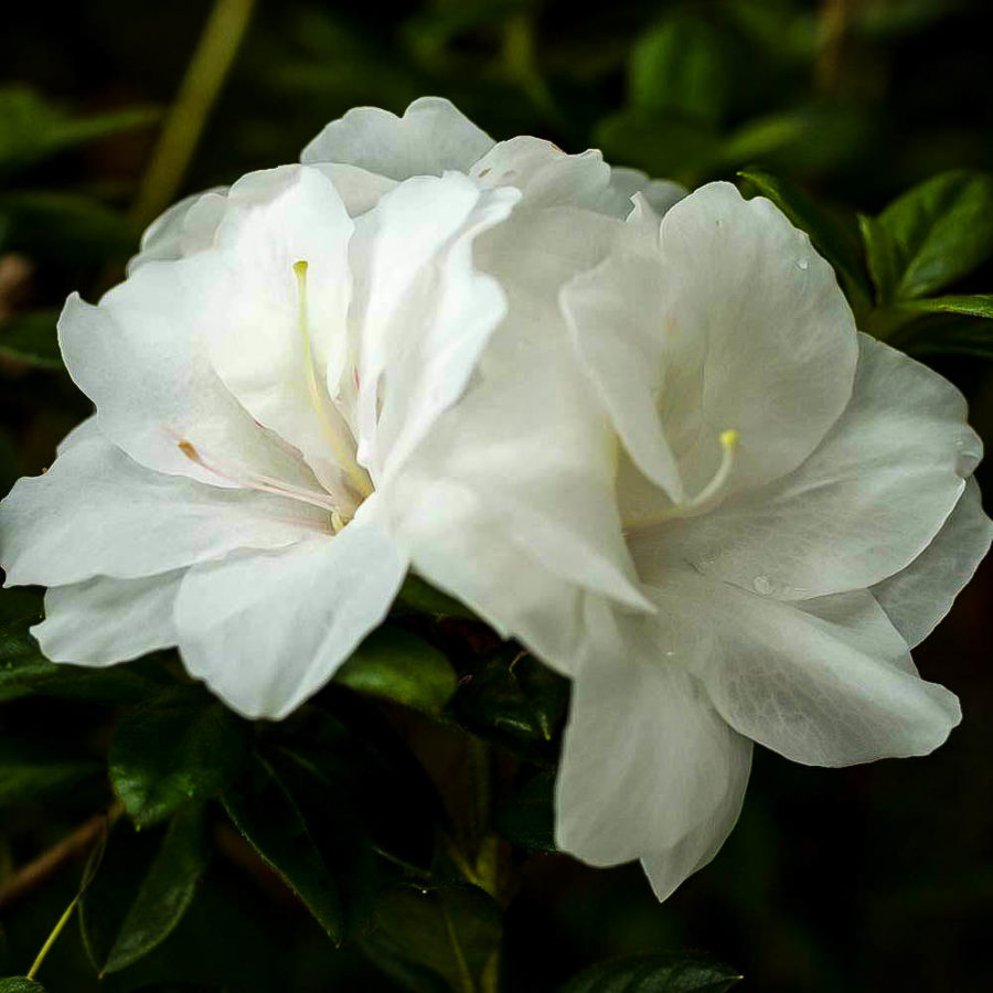 Autumn Moonlight Encore Azaleas For Sale | The Tree Center