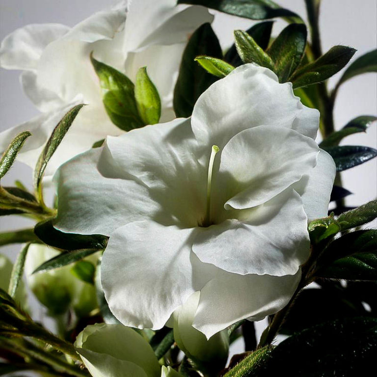 Autumn Moonlight Encore Azaleas For Sale | The Tree Center