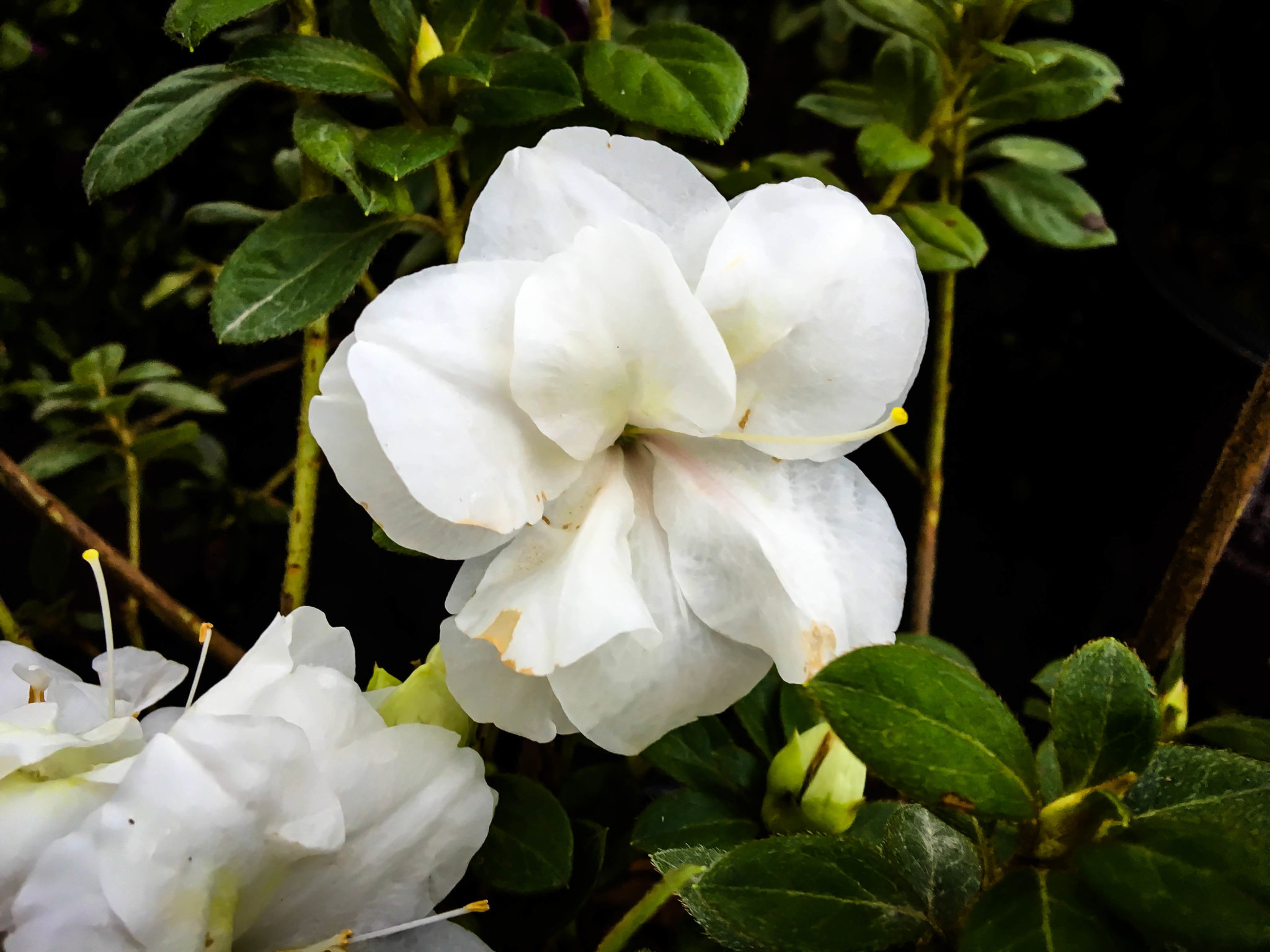 Autumn Moonlight Encore Azaleas For Sale | The Tree Center