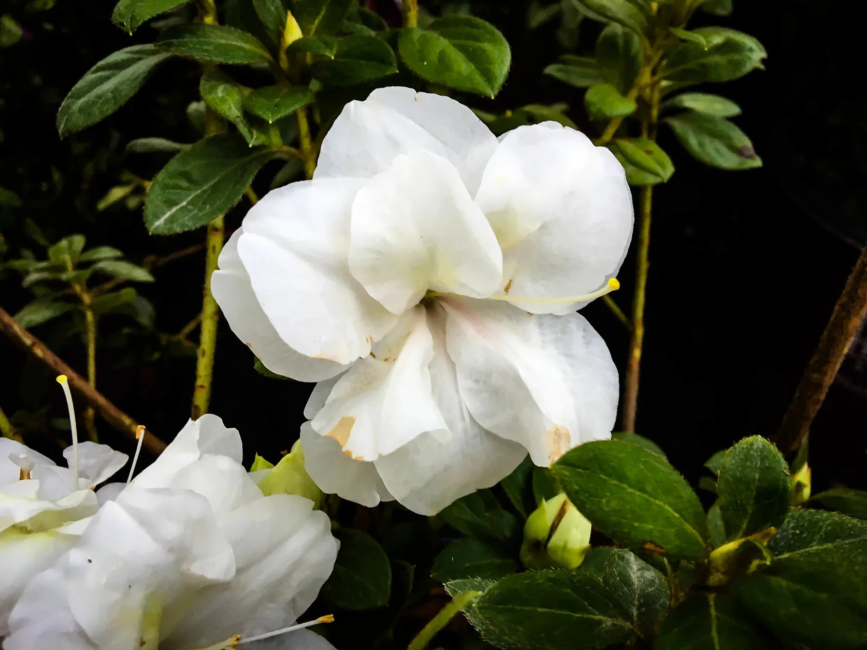 Autumn Moonlight Encore Azaleas For Sale | The Tree Center