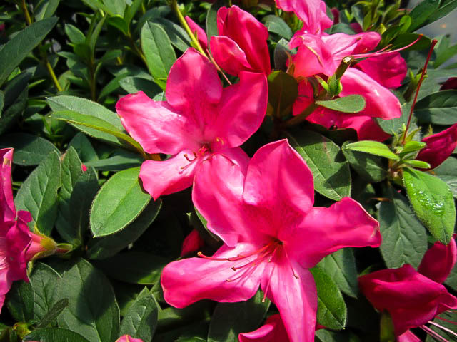 Autumn Sangria Encore Azaleas For Sale | The Tree Center