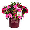 Autumn Sangria Encore Azaleas For Sale | The Tree Center
