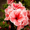 Autumn Sunburst Encore Azaleas For Sale | The Tree Center