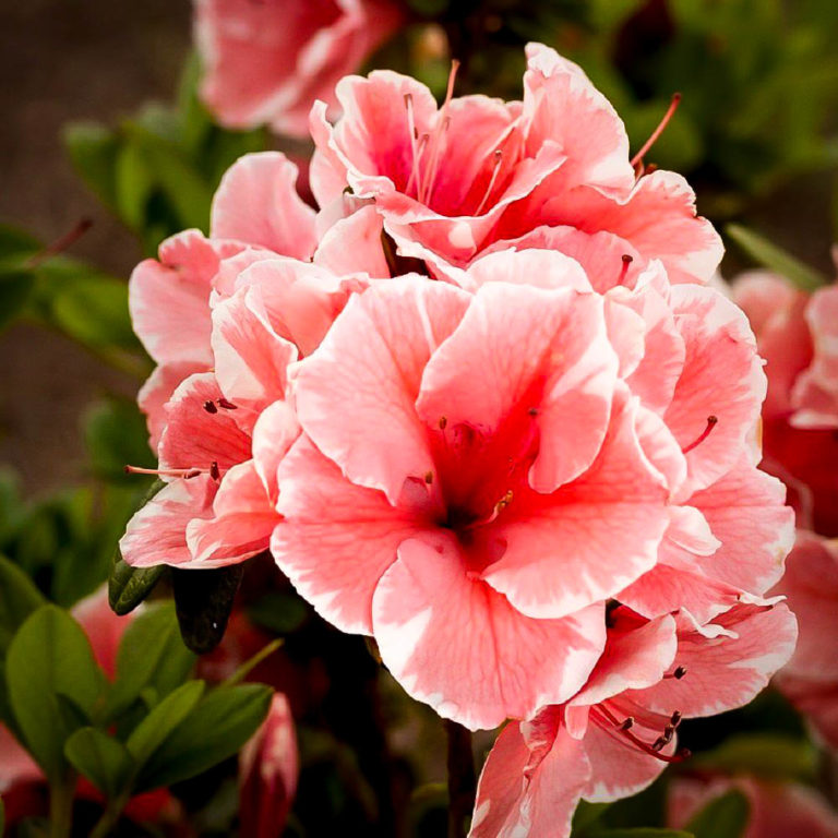 Autumn Sunburst Encore Azaleas For Sale | The Tree Center