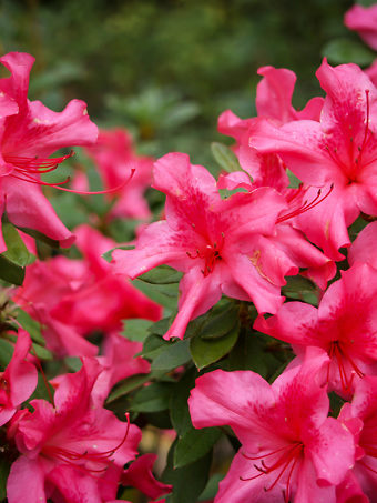 Autumn Sunset Encore Azaleas For Sale | The Tree Center