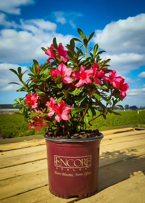Autumn Sundance Encore Azaleas For Sale | The Tree Center