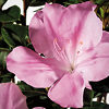 Autumn Sweetheart Encore Azaleas For Sale | The Tree Center