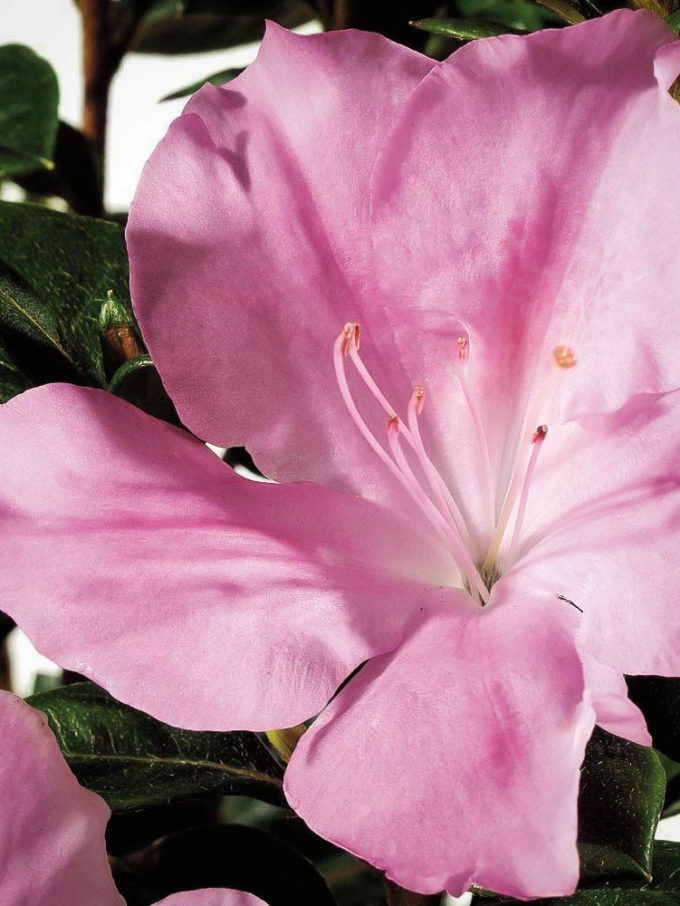 Encore Azaleas For Sale Online | The Tree Center