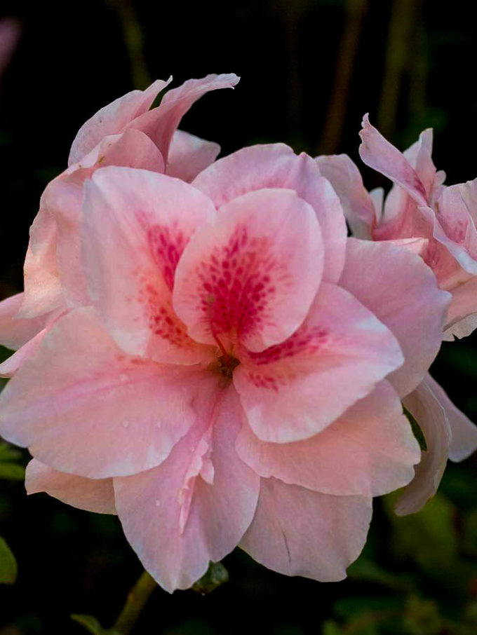 Encore Azaleas For Sale Online | The Tree Center