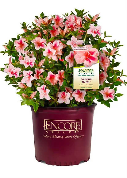 Autumn Belle Encore Azaleas For Sale | The Tree Center