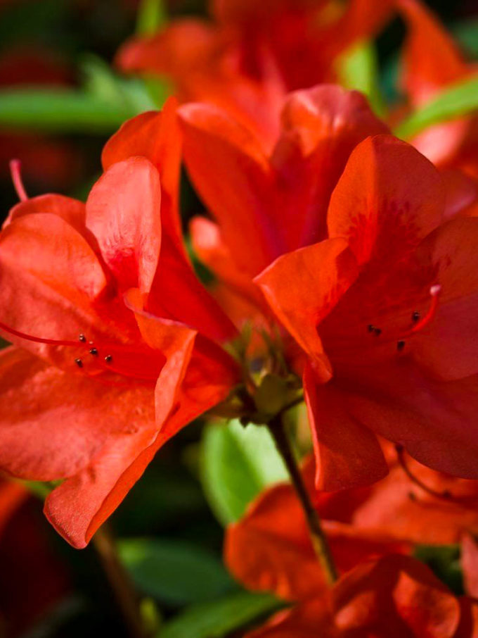 Autumn Royalty Encore Azaleas For Sale | The Tree Center
