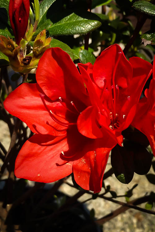 Autumn Bravo Encore Azaleas For Sale | The Tree Center