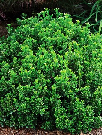 Korean Boxwood Franklins Gem | The Tree Center