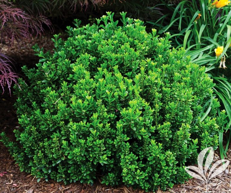 Baby Jade Japanese Boxwoods For Sale Online | The Tree Center