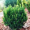 Baby Jade Japanese Boxwoods For Sale Online | The Tree Center