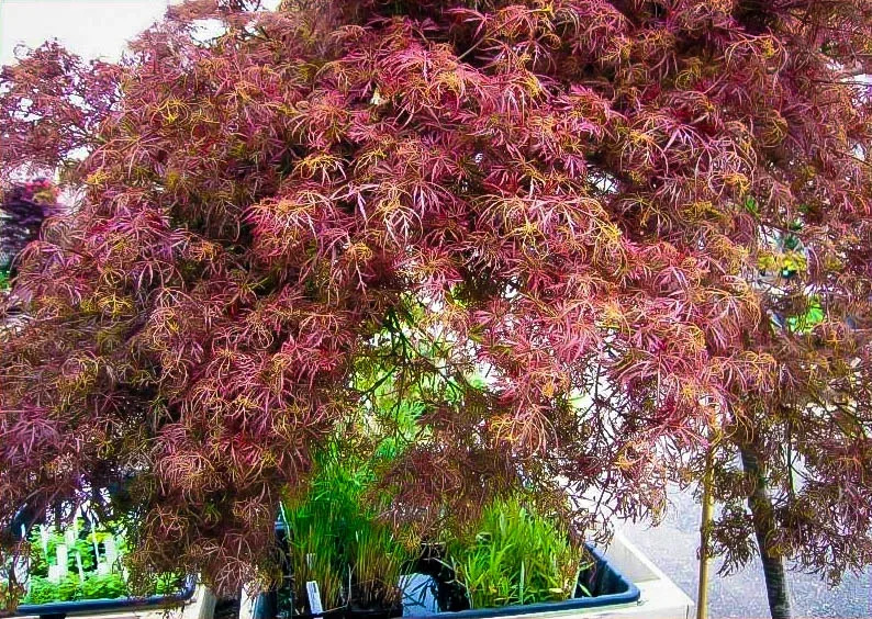 Buy Baby Lace Japanese Maple Tree - On Standard
