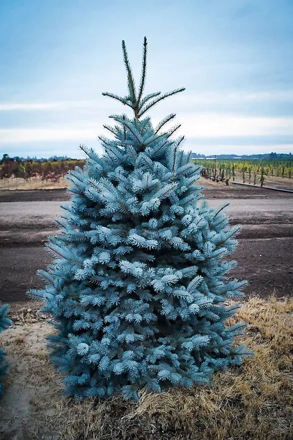 Baker’s Blue Colorado Spruce Trees For Sale | The Tree Center
