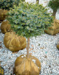 How to Plant Ball & Burlap Trees | The Tree Center