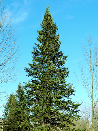 Golden Spanish Fir Trees For Sale | The Tree Center