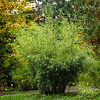 Hardy Clumping Bamboo For Sale Online | The Tree Center
