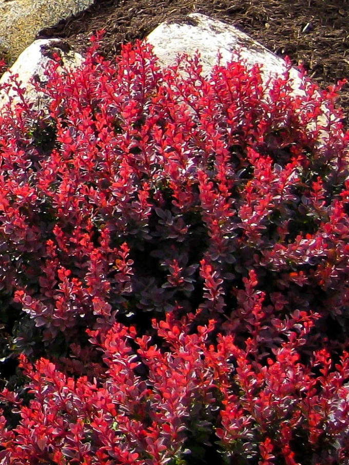 Golden Ruby Barberry For Sale Online | The Tree Center