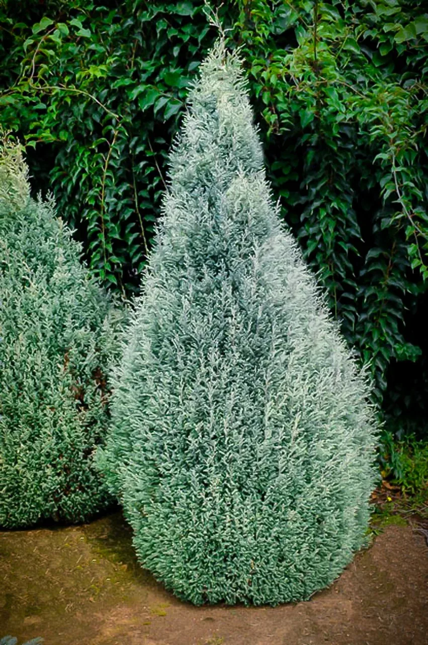 Barry's Silver Lawson Cypress For Sale Online | The Tree Center