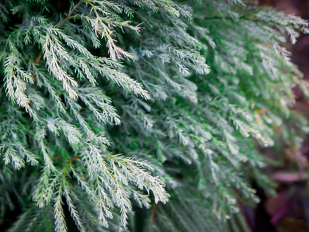 Barry's Silver Lawson Cypress For Sale Online | The Tree Center