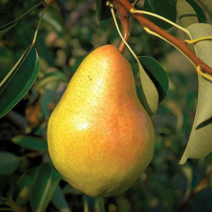 Bartlett Pear Trees For Sale | The Tree Center