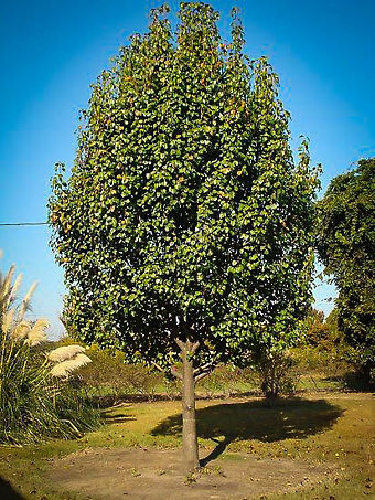 Bartlett Pear Trees For Sale | The Tree Center