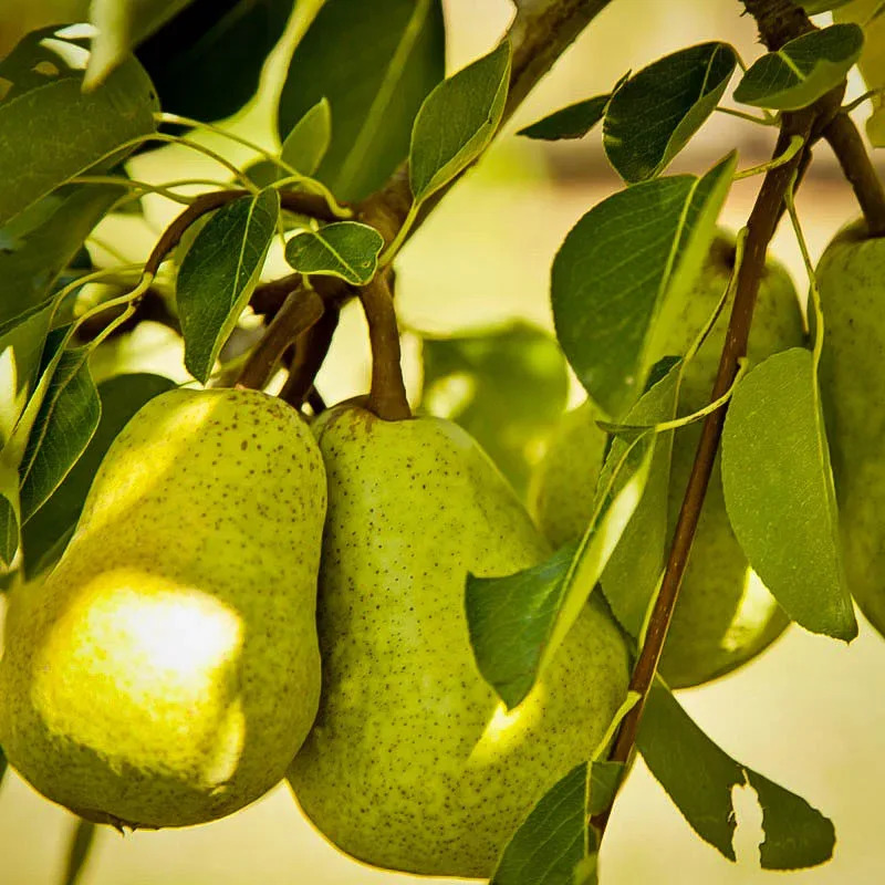 Bartlett Pear Trees For Sale | The Tree Center
