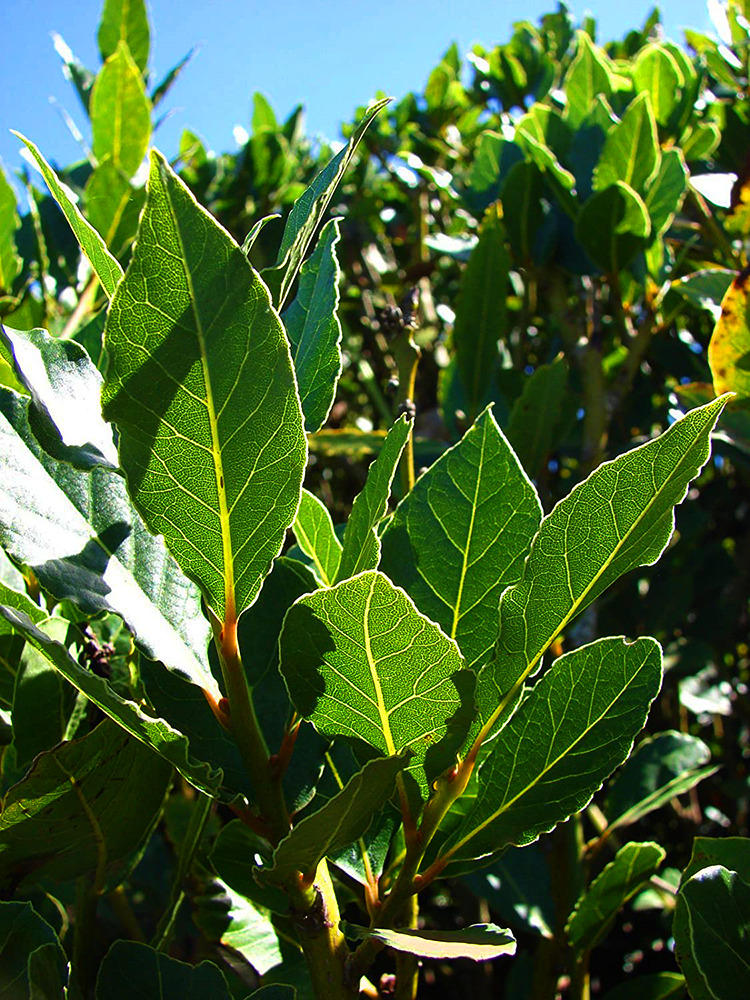 Bay Laurel Trees For Sale | The Tree Center