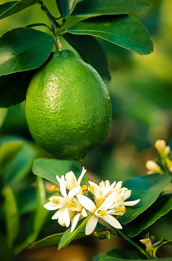 Bearss Lime Trees For Sale Online | The Tree Center