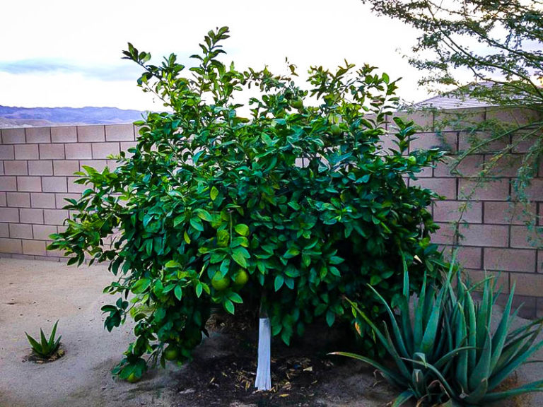 Bearss Lime Trees For Sale Online | The Tree Center
