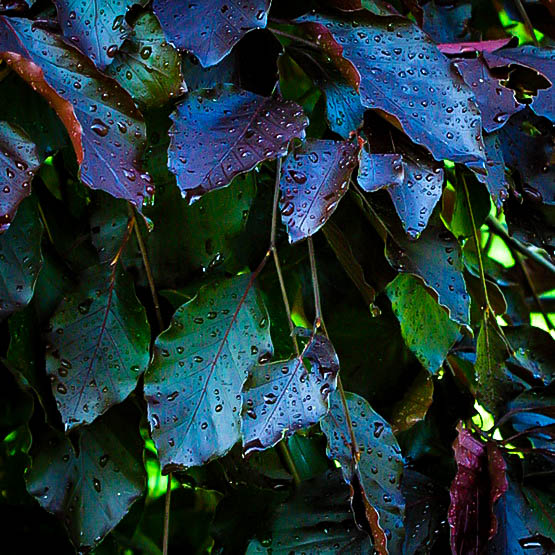 Purple Fountain Beech Trees For Sale | The Tree Center