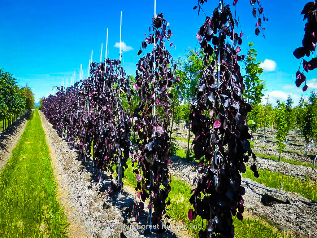 Purple Fountain Beech Trees For Sale | The Tree Center