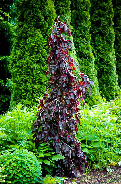 Purple Fountain Beech Trees For Sale | The Tree Center