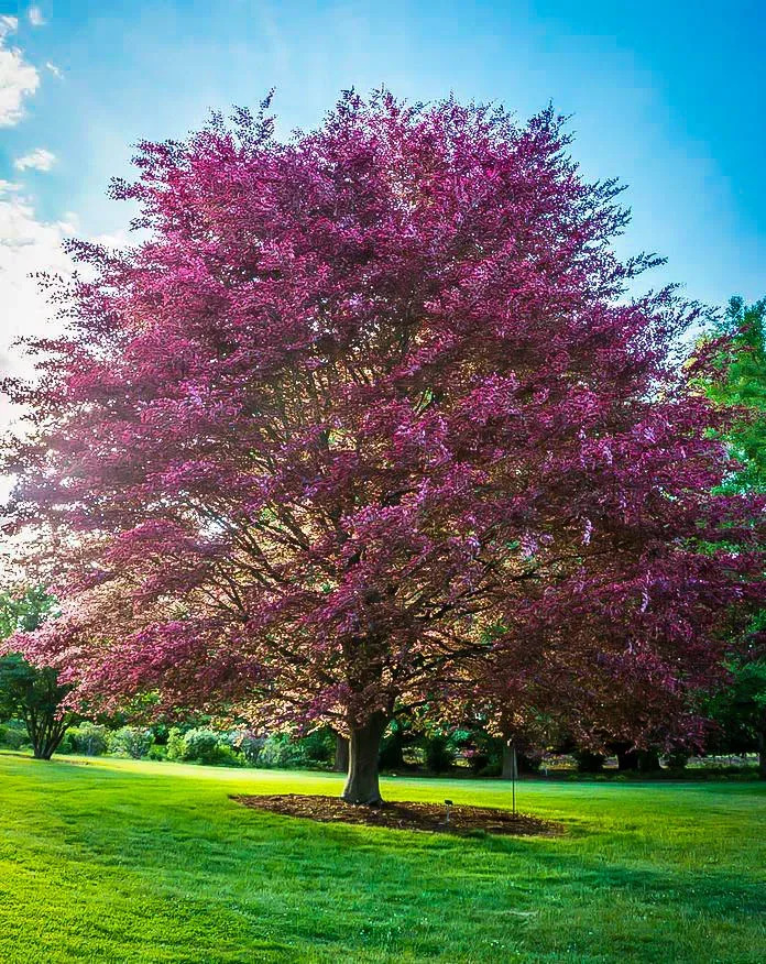 Tri-Color Beech Trees For Sale Online | The Tree Center
