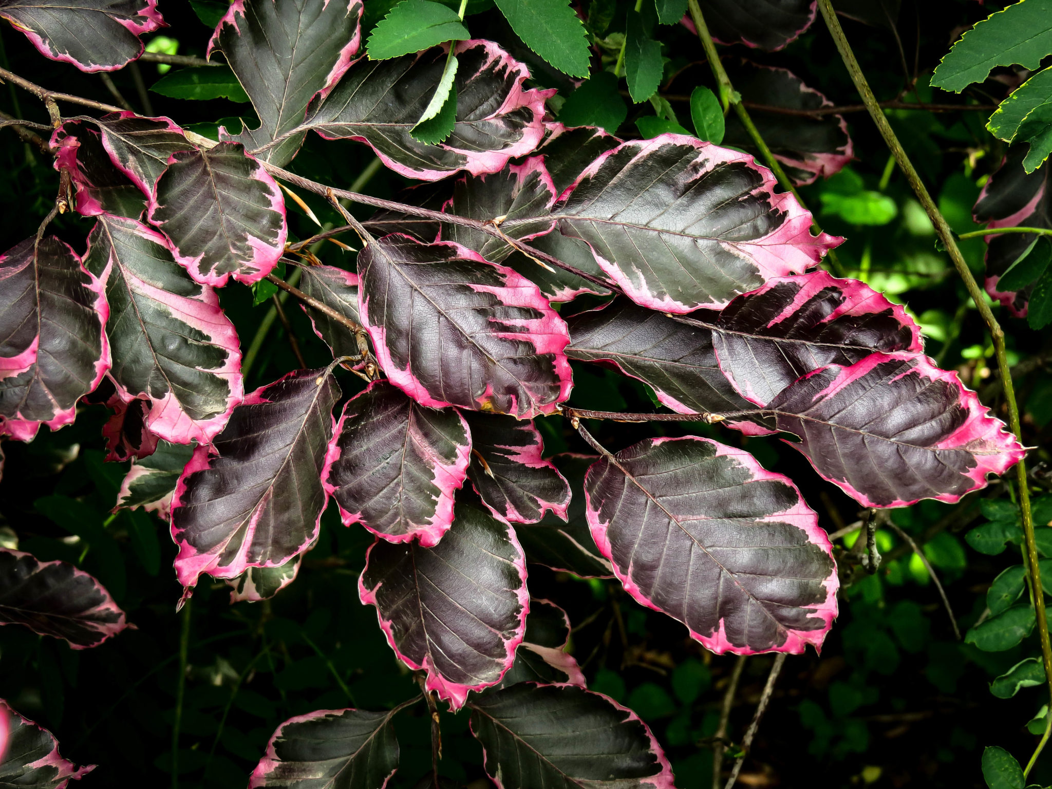 Tri Color Beech Trees For Sale Online The Tree Center