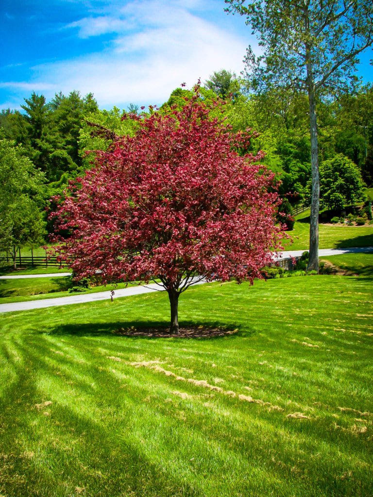 Tri-Color Beech Trees For Sale Online | The Tree Center