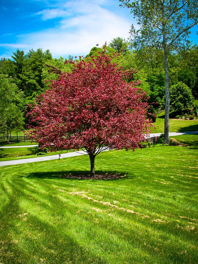 Tri-Color Beech Trees For Sale Online | The Tree Center