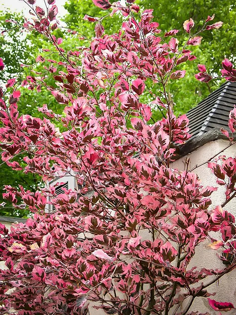 Tri-Color Beech Trees For Sale Online | The Tree Center