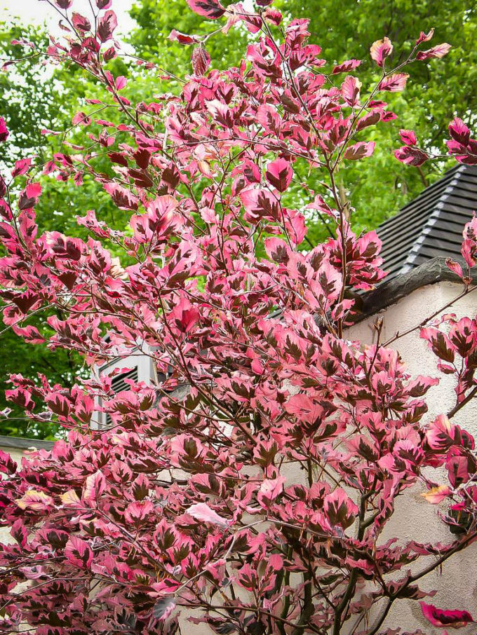 Tri-Color Beech Trees For Sale Online | The Tree Center