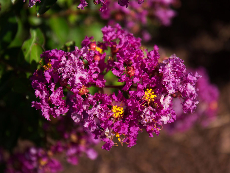Bellini Grape Crape Myrtles For Sale | The Tree Center