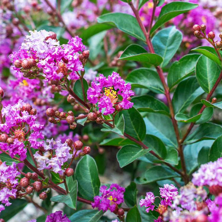 Bellini Grape Crape Myrtles For Sale | The Tree Center