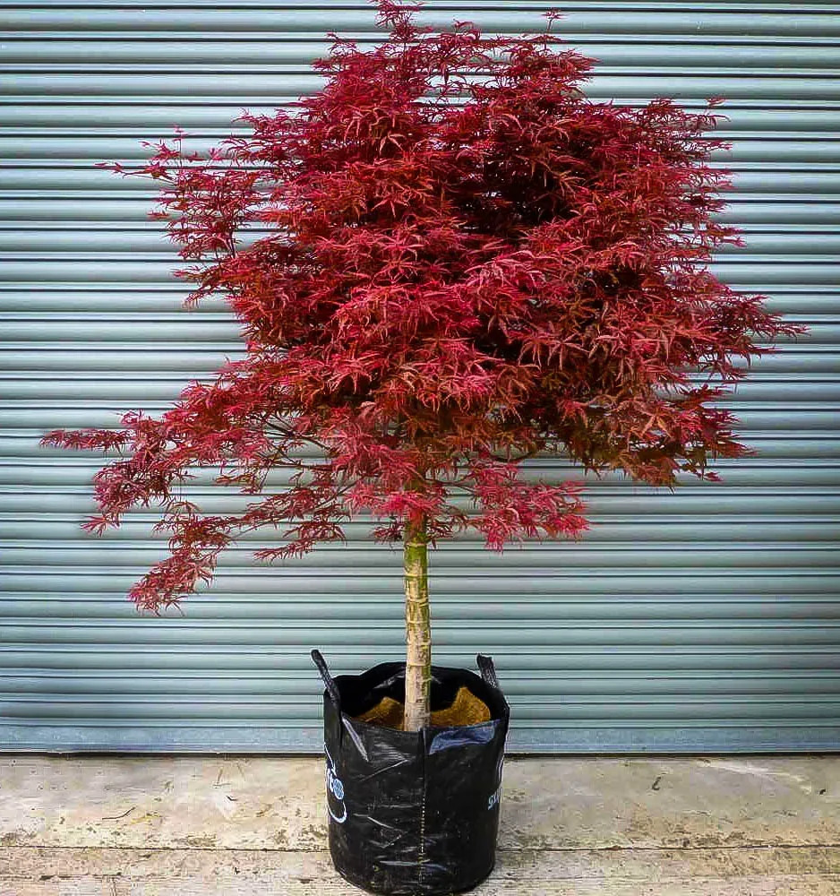 Buy Beni Komachi Japanese Maple | The Tree Center