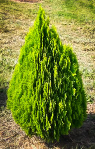 Berckmans' Golden Arborvitae For Sale Online | The Tree Center