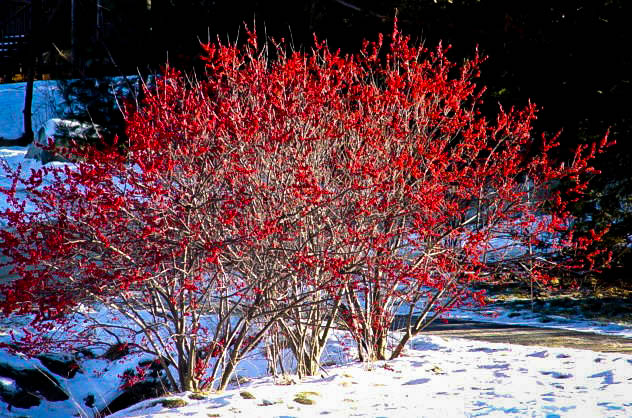 Berry Heavy Winterberry Holly Bush For Sale | The Tree Center