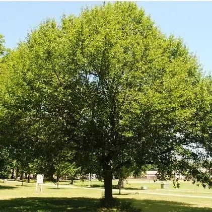 Green Gum Tree